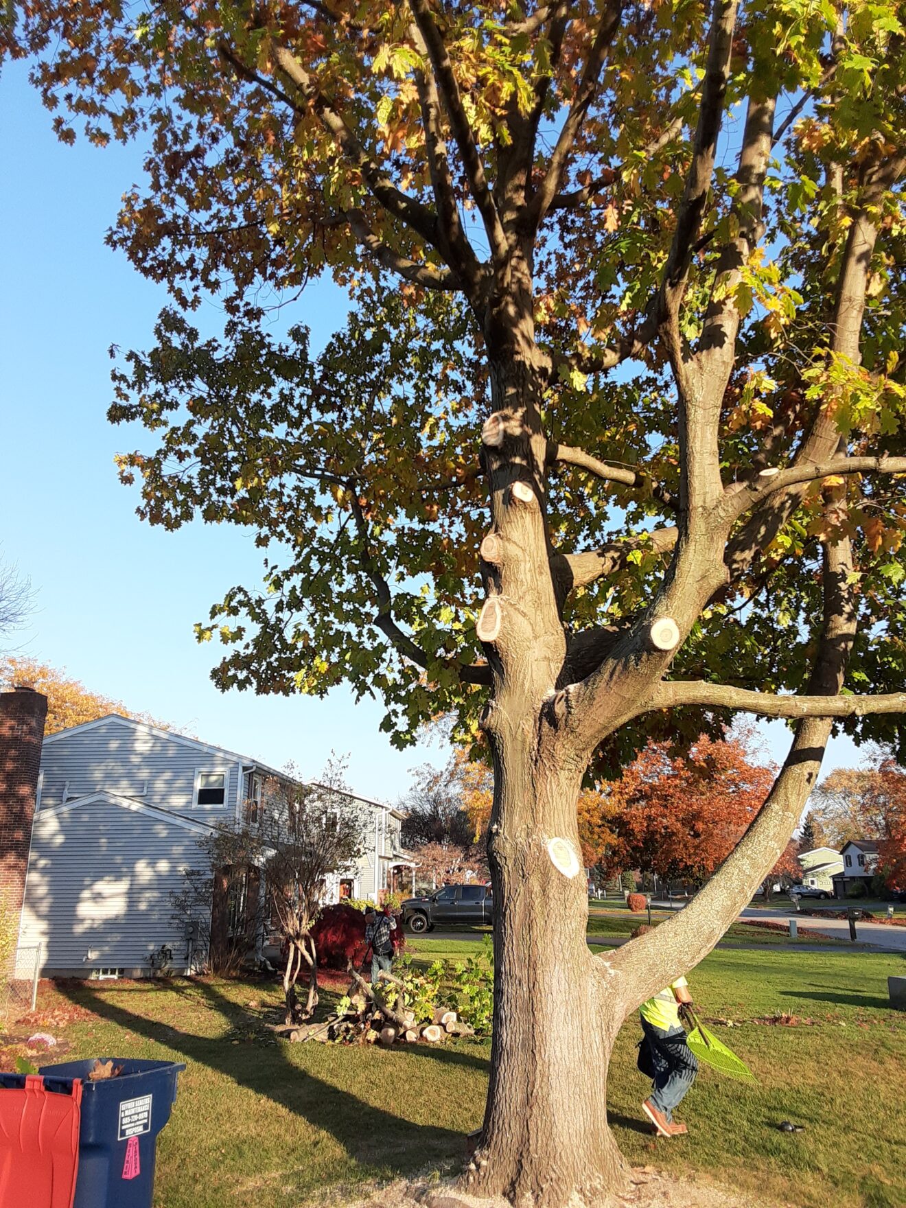 Tree Pruning – Paul's Landscaping of NY, LLC